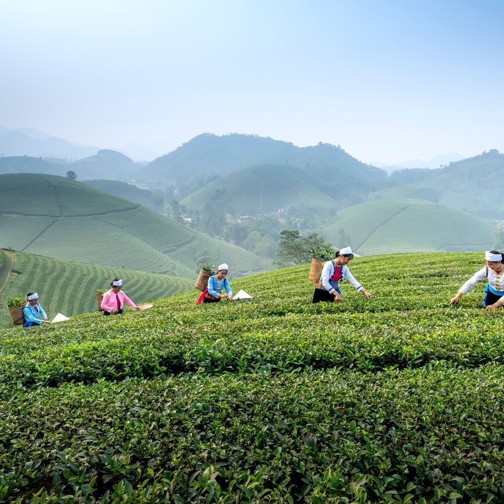 The World of Tea Production: Top Global Players – Monk's Chai