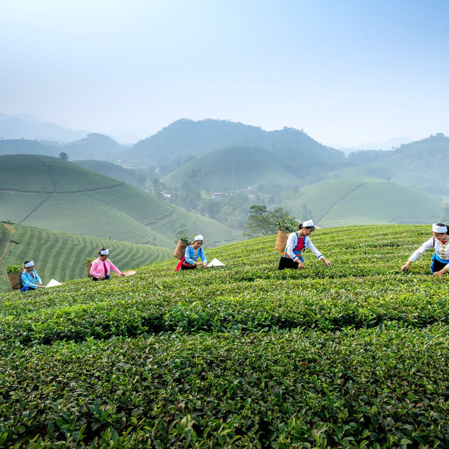 The World of Tea Production: Top Global Players – Monk's Chai